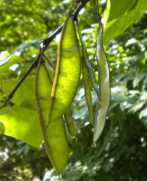 Eastern Redbud Fruit