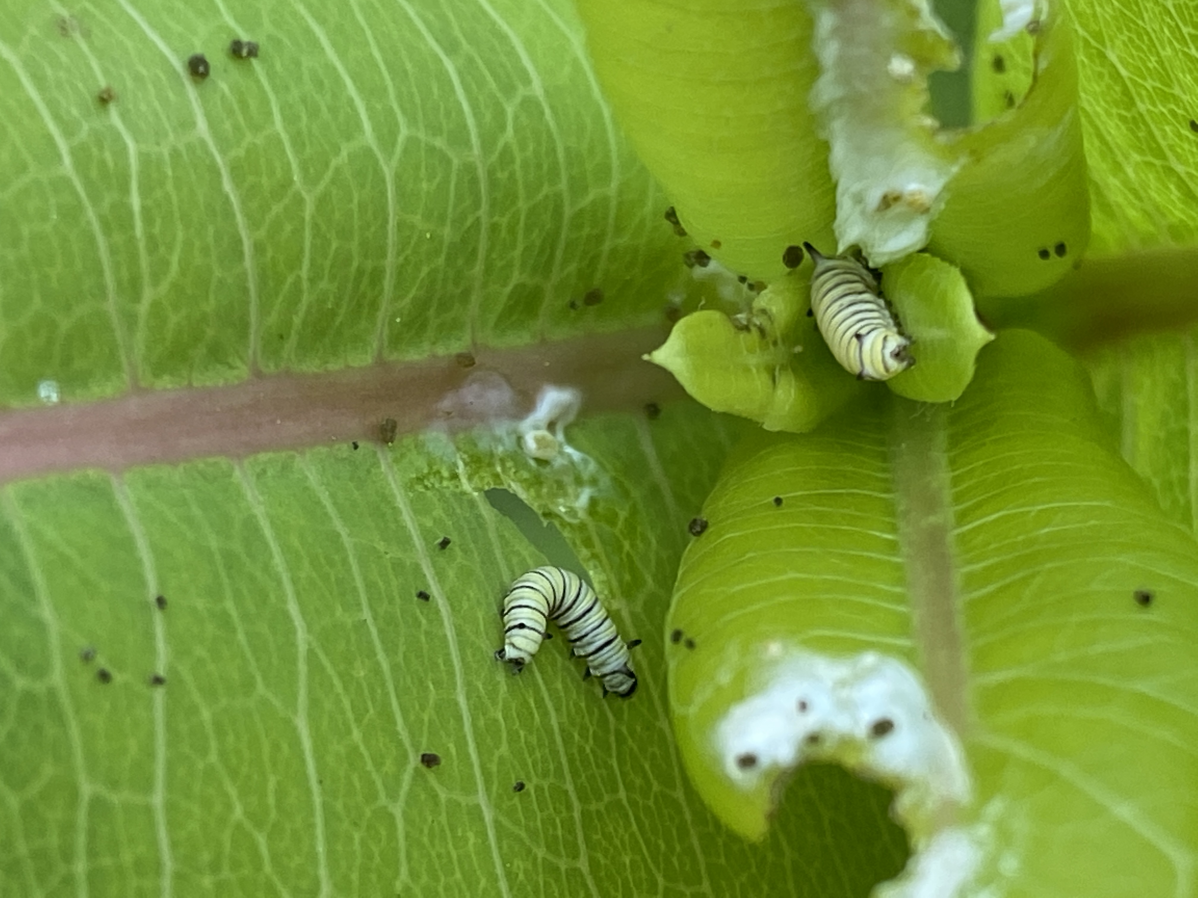 Monarch Caterpillar Eggs